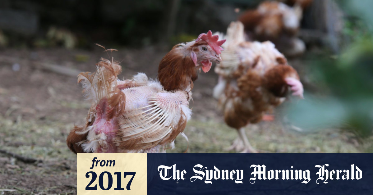 Poultry Code Review Could Help Unscramble Rules Allowing Cruelty To